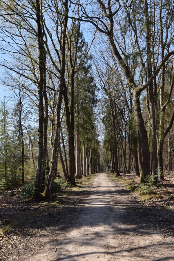 Unpaved Forest Road Bordered by Budding Trees, Veluwe, the Netherlands ...