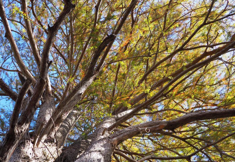 View Up into the Branches of a Huge Tree Stock Photo - Image of plant ...