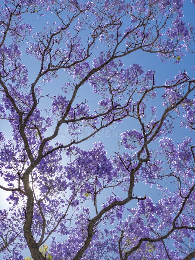 View Up through the Branches of a Jacaranda Tree in Bloom Stock Photo ...