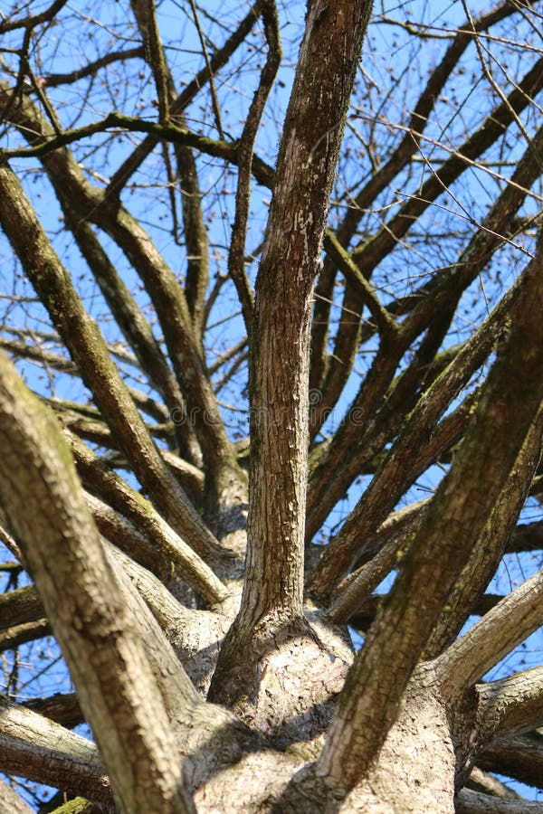 A View Up into Cypress stock image. Image of knees, ripe - 49935375