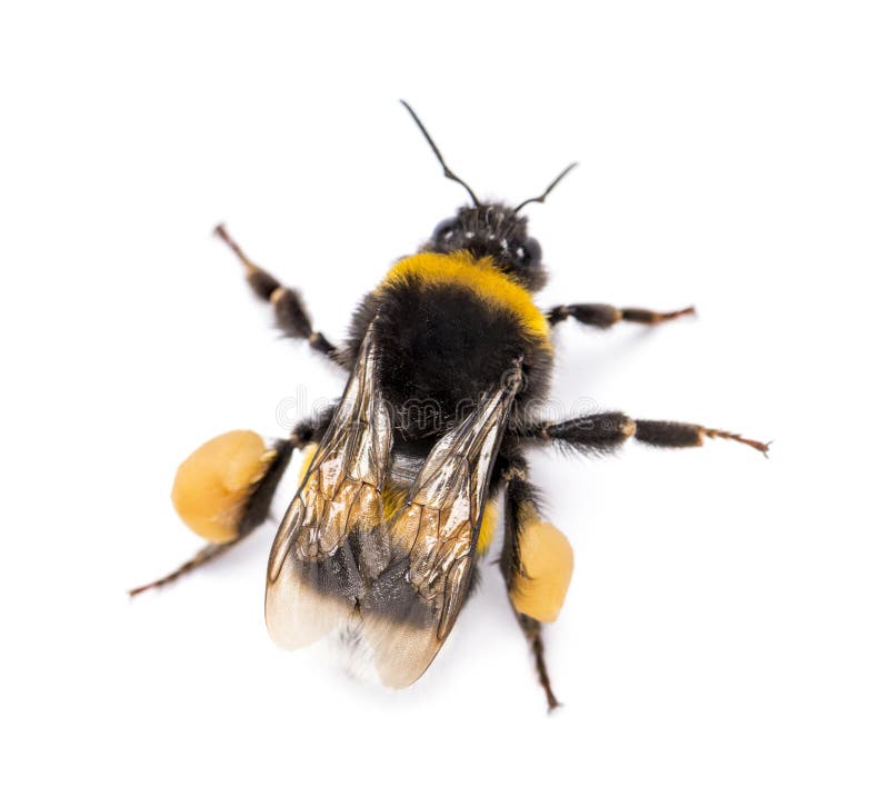 Buff-tailed Bumblebee, Bombus Terrestris, Isolated Stock Photo - Image ...