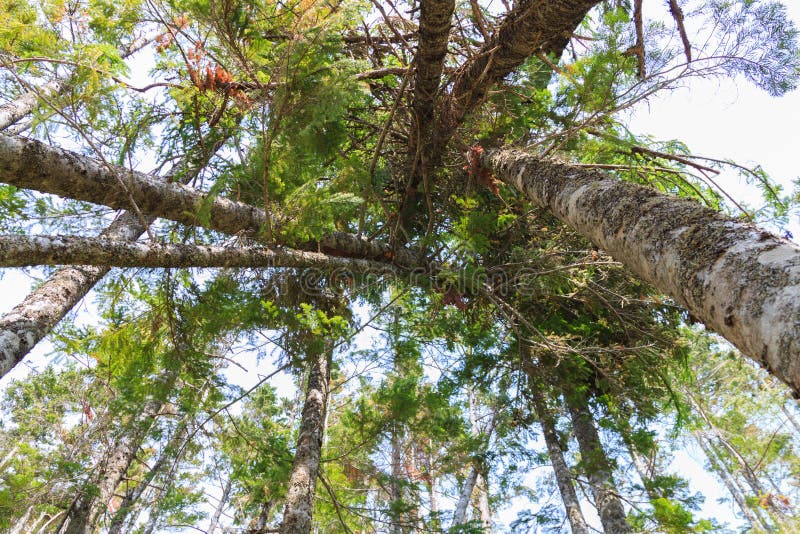 Two Trees Leaned Towards Each Other Across the Street. Stock Photo ...