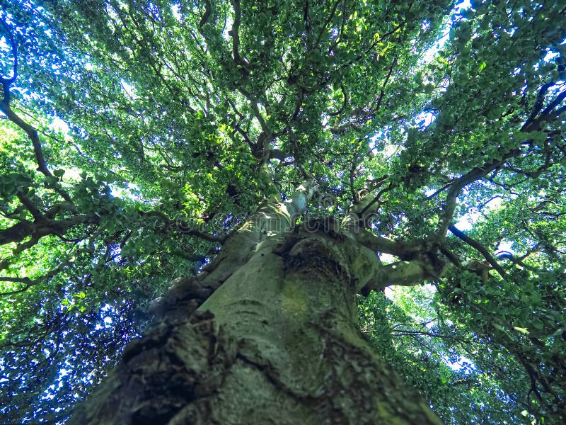 Tree Face stock image. Image of trunk, tear, leaf, weird - 153961