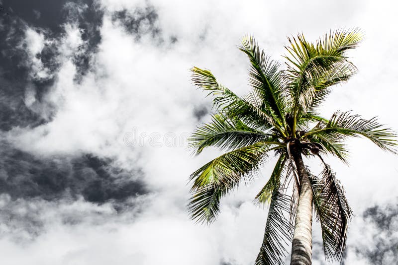 View Up To Sky Under the Coconut Tree Stock Photo - Image of nature ...