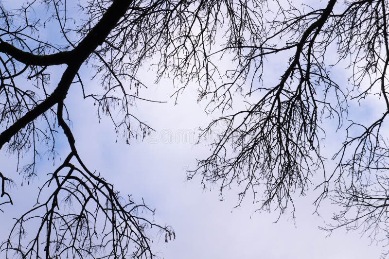 View up on tree branches stock image. Image of nature - 88793919