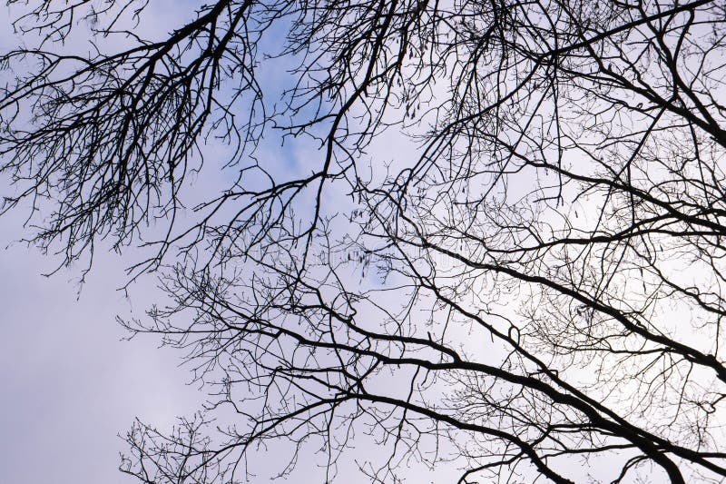 View up on tree branches stock photo. Image of cloud - 88793938