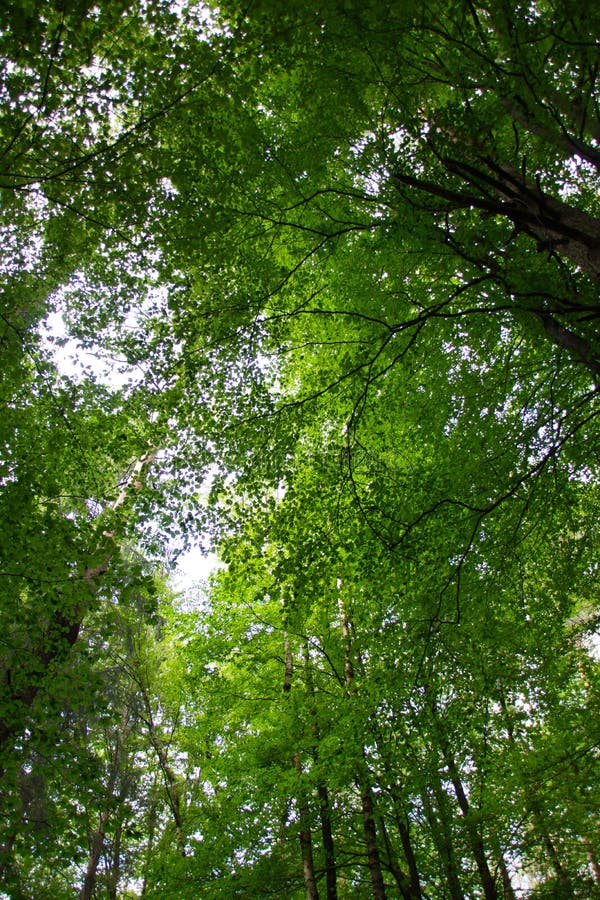 View Up into the Trees Direction Sky Stock Image - Image of nature ...