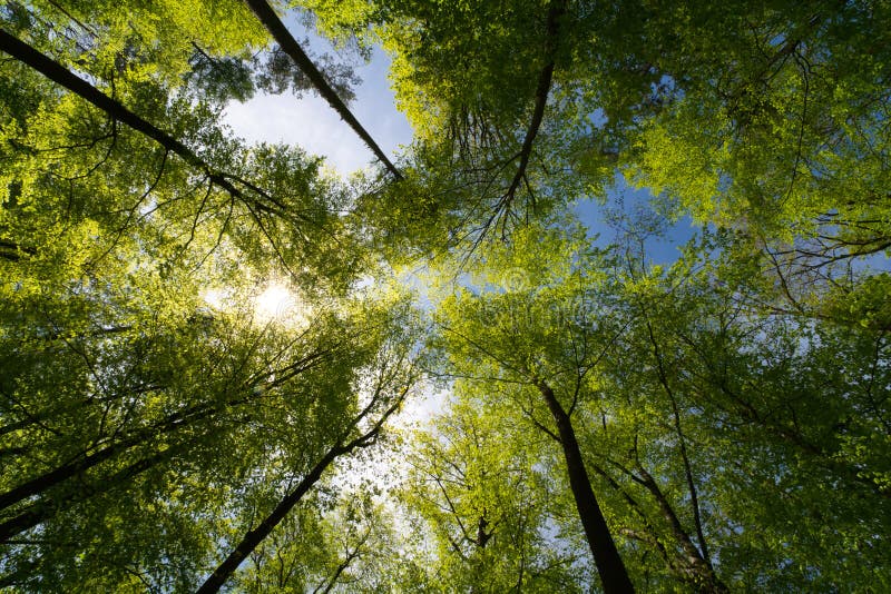 A View Up into the Trees Direction Sky Stock Photo - Image of green ...