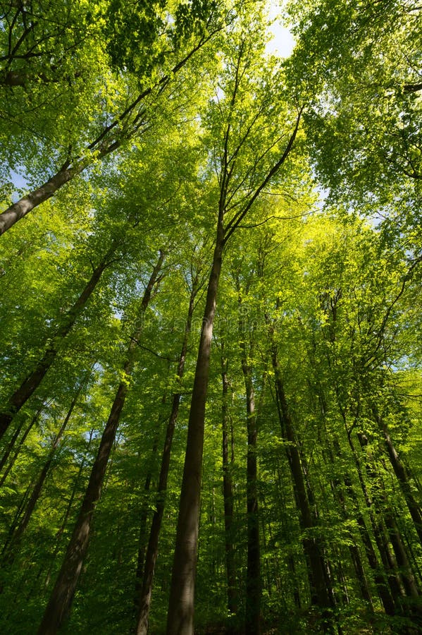 A View Up into the Trees Direction Sky Stock Photo - Image of beauty ...