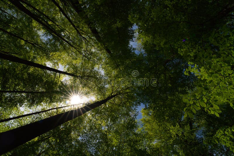 A View Up into the Trees Direction Sky Stock Image - Image of branch ...