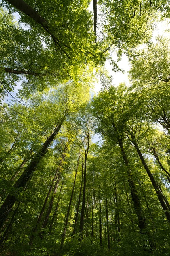 A View Up into the Trees Direction Sky Stock Photo - Image of forest ...