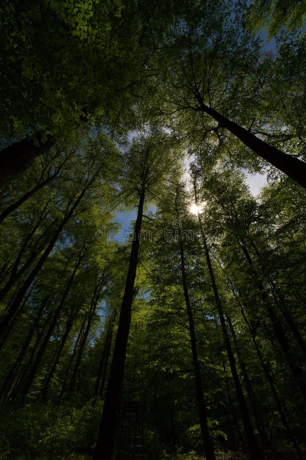 A View Up into the Trees Direction Sky Stock Photo - Image of beautiful ...