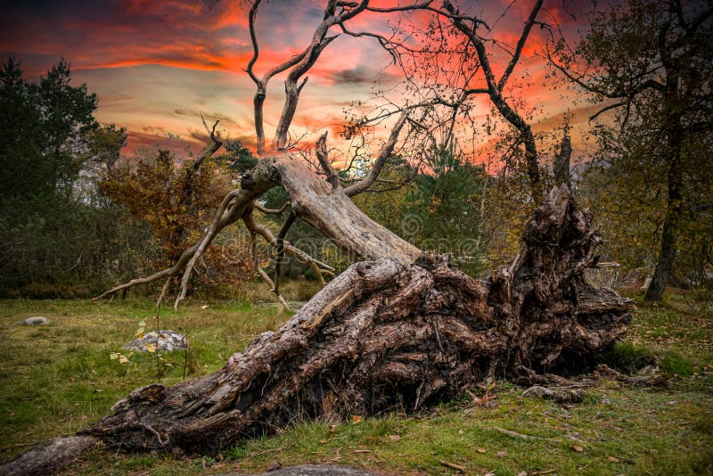 View on an Uprooted Tree in Forest Stock Image - Image of tree ...