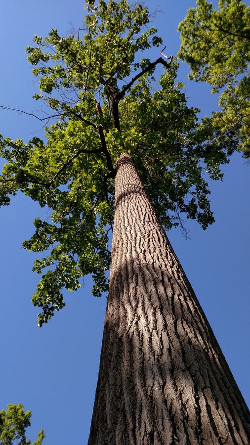 Trunk of Tall Trees in Arctic Norway Stock Photo - Image of norway ...