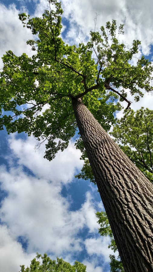 View Upward of the Green Leaves and Trunk of Tall Tree with Sky ...