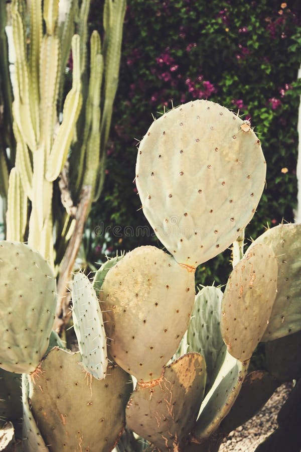 Urban Rustic Scene of Paddle Cactus Plant Stock Photo - Image of ...