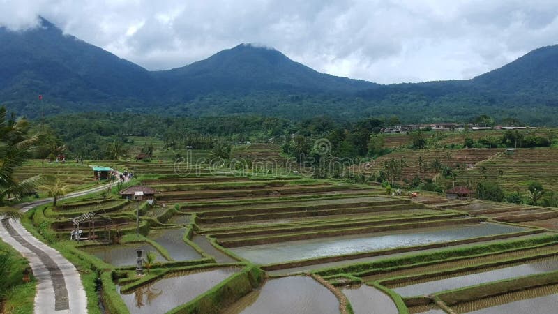 View of the Valley with Rice Fields, Bali, Asia Stock Video - Video of ...