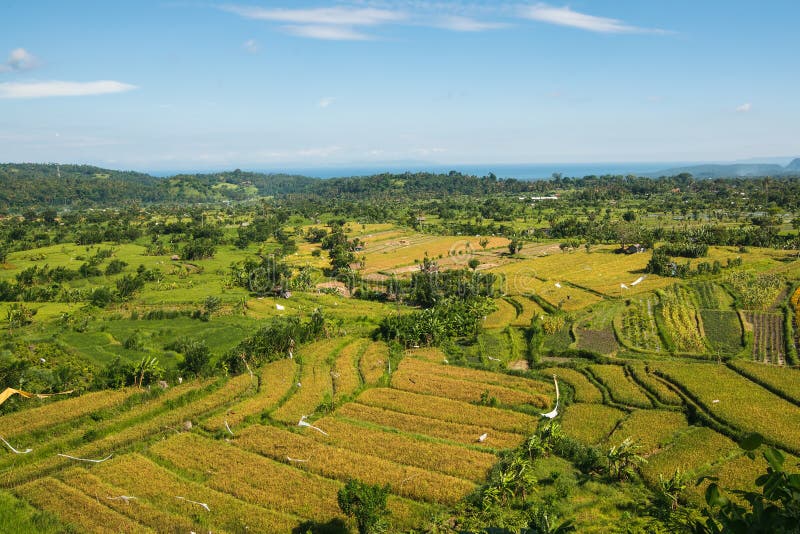 View of Valley with Rice Fields on the Bali Island. Stock Photo - Image ...