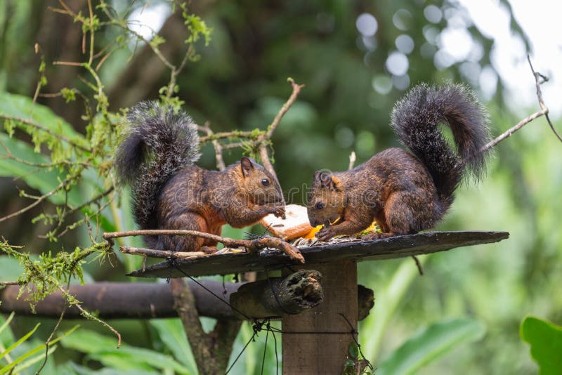 View of the Variegated Squirrel Stock Image - Image of rodent, endemic ...