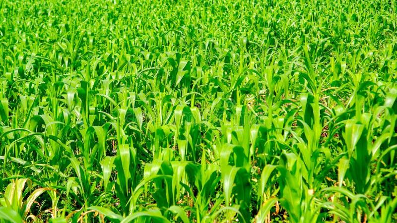 A View of a Vast Expanse of Lush Green Corn Fields, Bathed in Warm ...