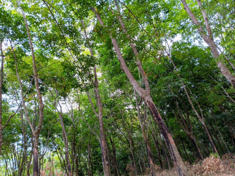 View of a Vast and Lush Rubber Plantation Forest Stock Photo - Image of ...