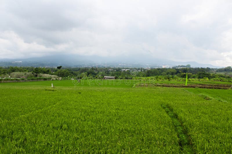 Wide view of rice fields stock image. Image of green - 216758119