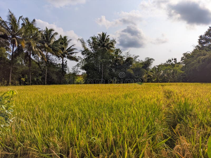 A View of the Vast Rice Fields with Cloudy Sky in Blitar, Indonesia ...