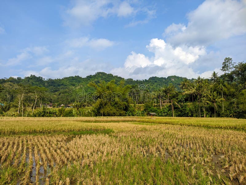 A View of the Vast Rice Fields with Cloudy Sky in Blitar, Indonesia ...