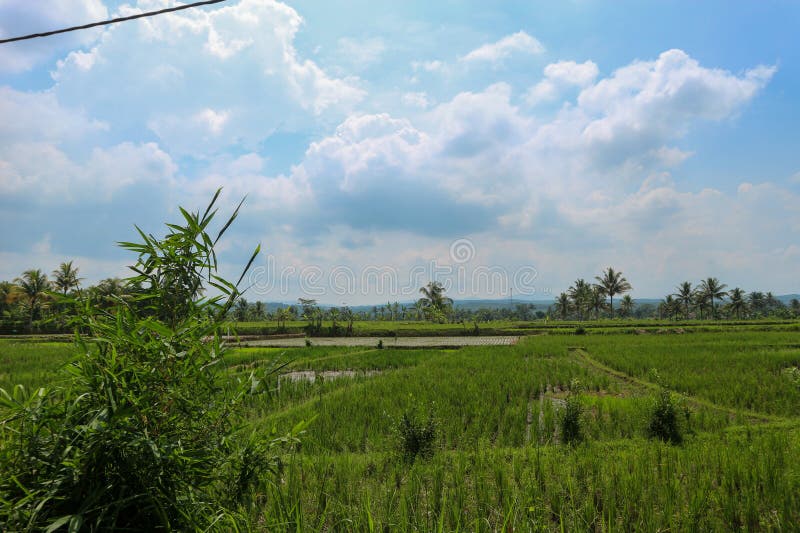 View of vast rice fields stock image. Image of rice - 277162951
