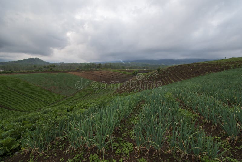 View of Vegetable Farm Field Stock Image - Image of country, organic ...