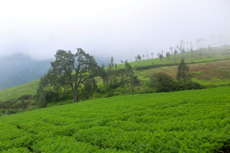 Vegetable Garden on the Mountain Stock Photo - Image of farm, forest ...