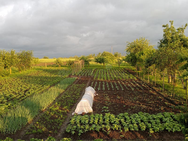 A View of a Vegetable Garden with Various Crops. a Small Greenhouse in ...