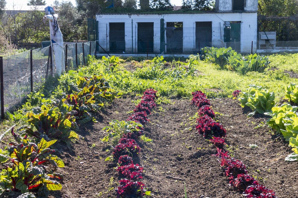 Vegetable Patch Where Organically Grown Vegetables Grow Stock Image ...