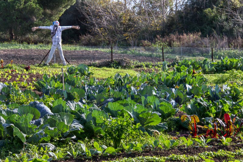 Vegetable Patch Where Organically Grown Vegetables Grow Stock Image ...