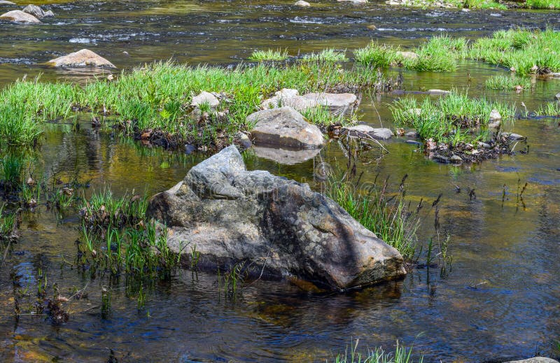 Life at the rivers edge stock image. Image of growing - 220947889