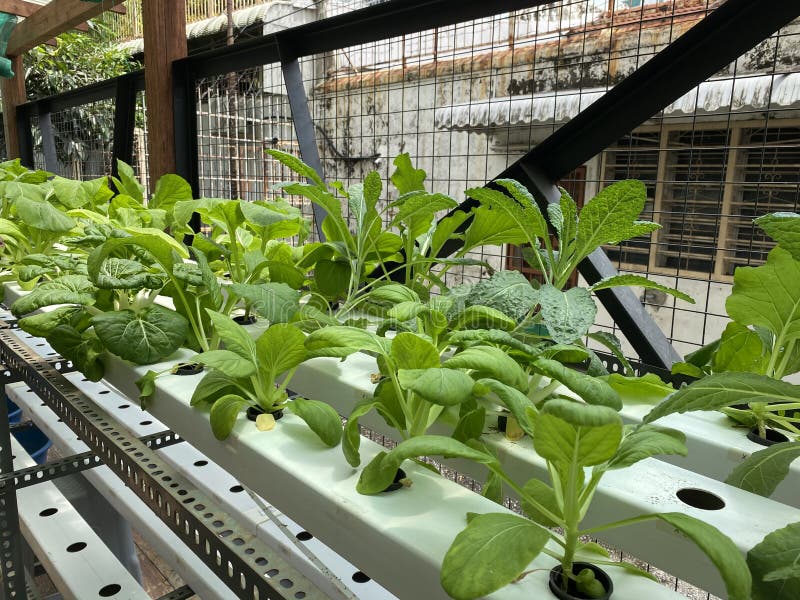 A Vertical Green Farming System at the Back of a House Stock Image ...