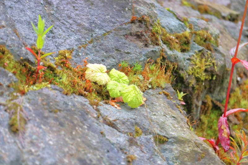 Plants Surviving on Rock Surface Stock Photo - Image of plants, blade ...