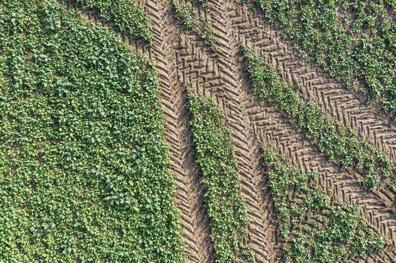 Traces stock image. Image of germany, meadow, bird, hesse - 337821717