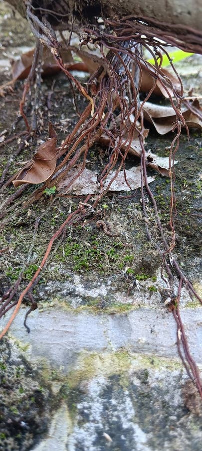 View of the Very Dense Banyan Tree Roots? Stock Photo - Image of banyan ...