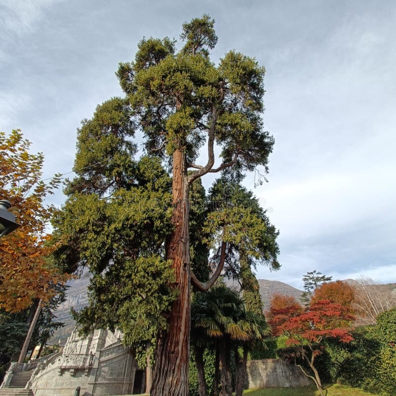 View of Villa Carlotta from Lake Como Stock Illustration - Illustration ...