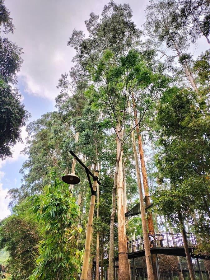 View of Village with Green Concept Design, Located in West Java ...