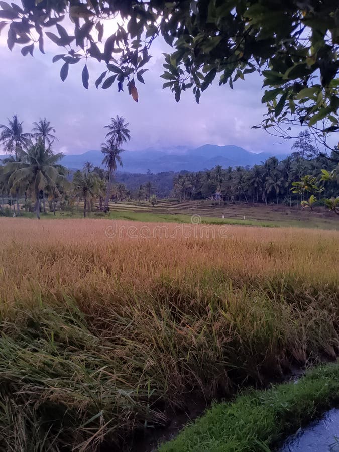 View of a Village with Rice Fields in the Background Stock Image ...