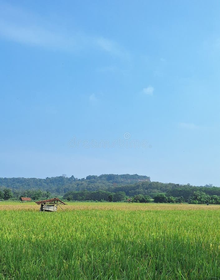 View of Village Rice Fields Nature Stock Photo - Image of view, nature ...