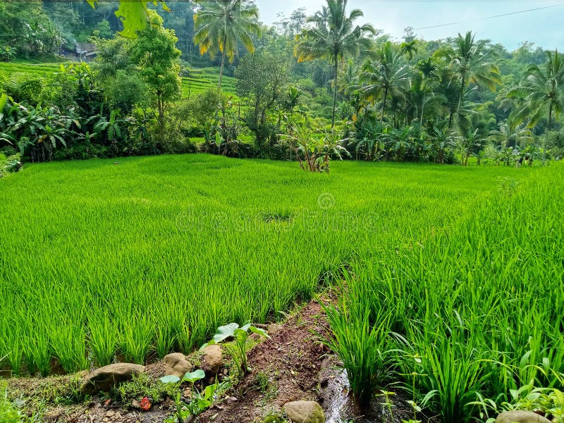 The View of the Village Rice Fields that are Still Green Stock Photo ...