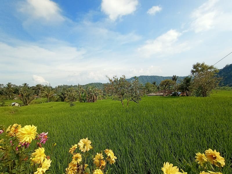 The View of the Village White Rice Fields Stock Photo - Image of ...