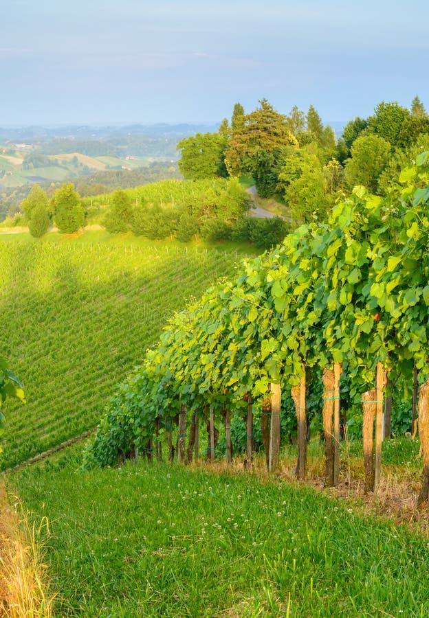 View of Vineyard and Distant Hills in the Evening Stock Image - Image ...