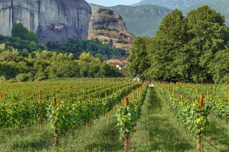 Greek vineyard stock photo. Image of europe, artistic - 45297932