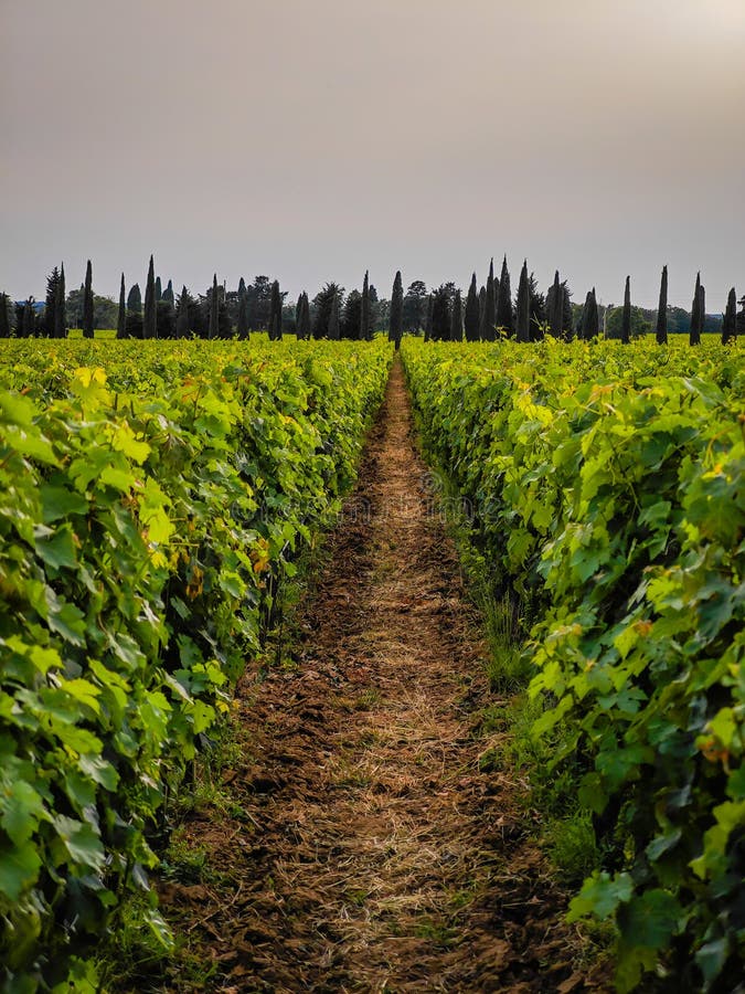 View of a Vineyard in Tuscany, Italy. Landscape View of a Winery ...