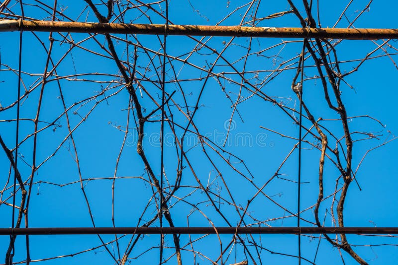 View of Vineyard in Winter with Bare, Dormant Branches Against B Stock ...