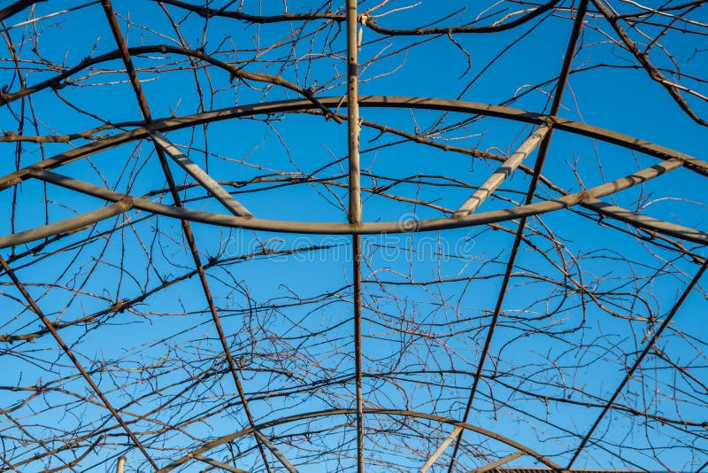 View of Vineyard in Winter with Bare, Dormant Branches Against B Stock ...